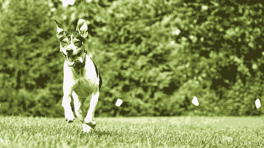 Why Invisible Dog Fences Are a Great Option for Busy Pet Owners